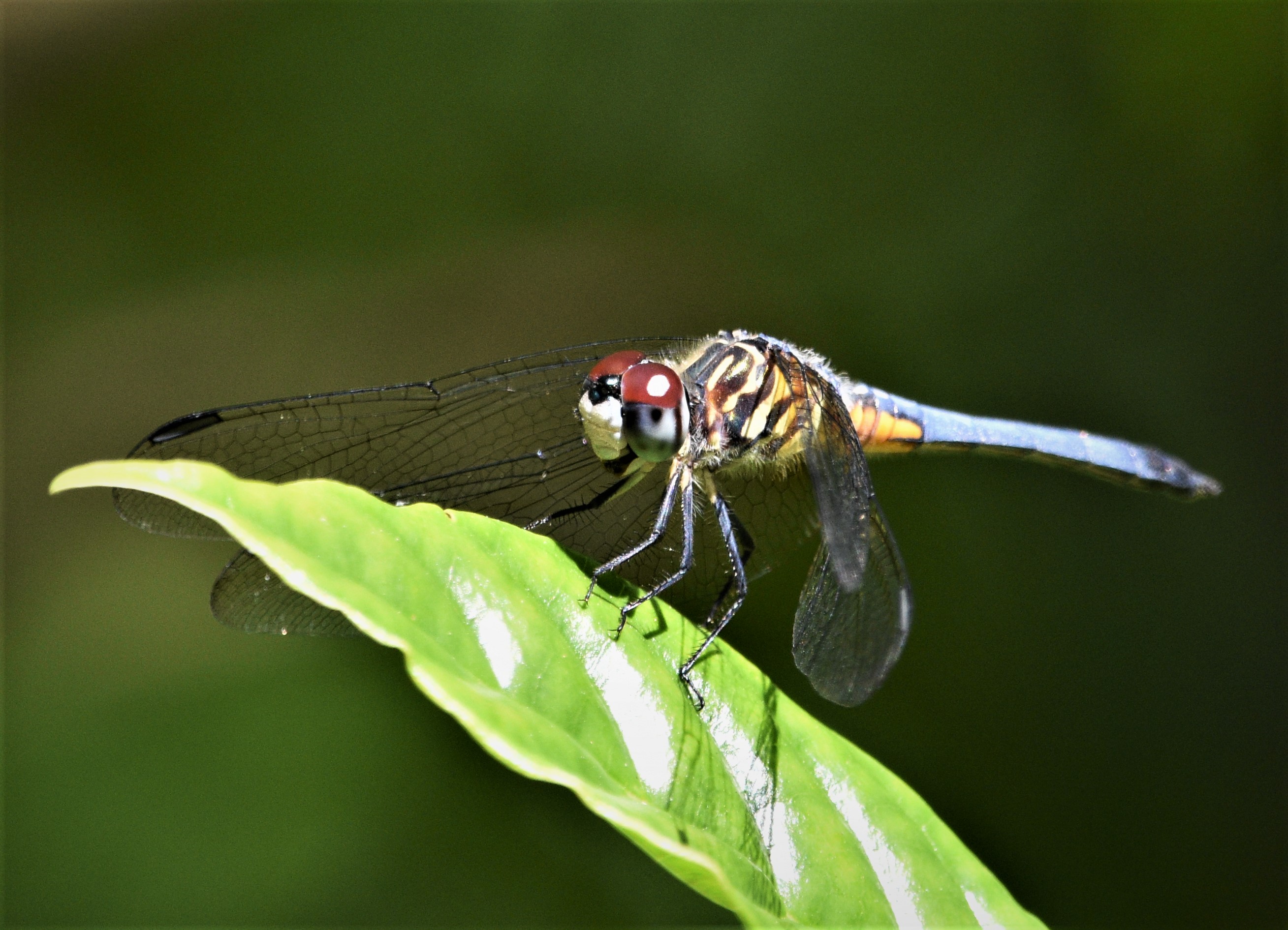 Alligators and Butterflies – Picture Walks