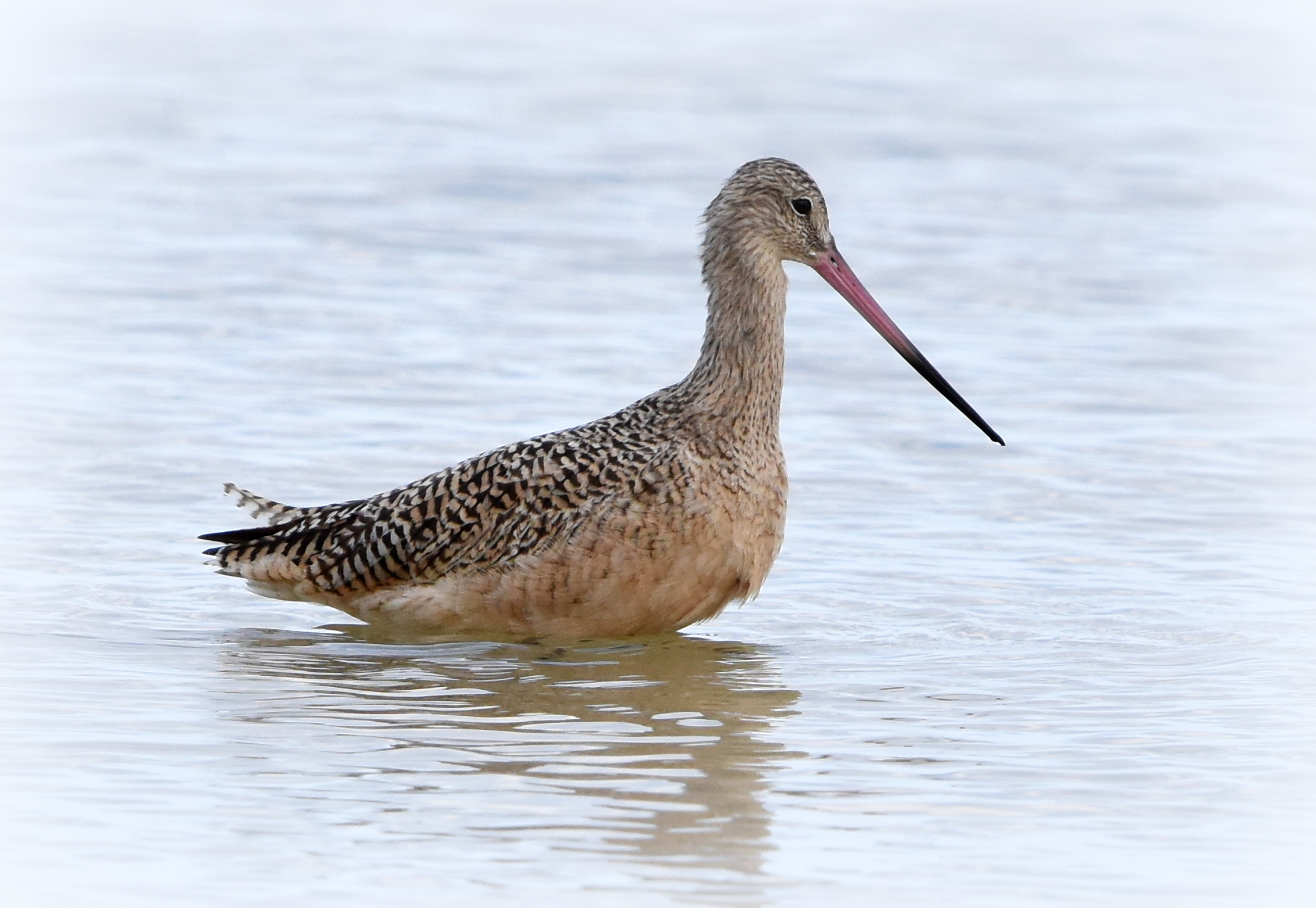 Godwits, Willets and Dowitchers – Picture Walks