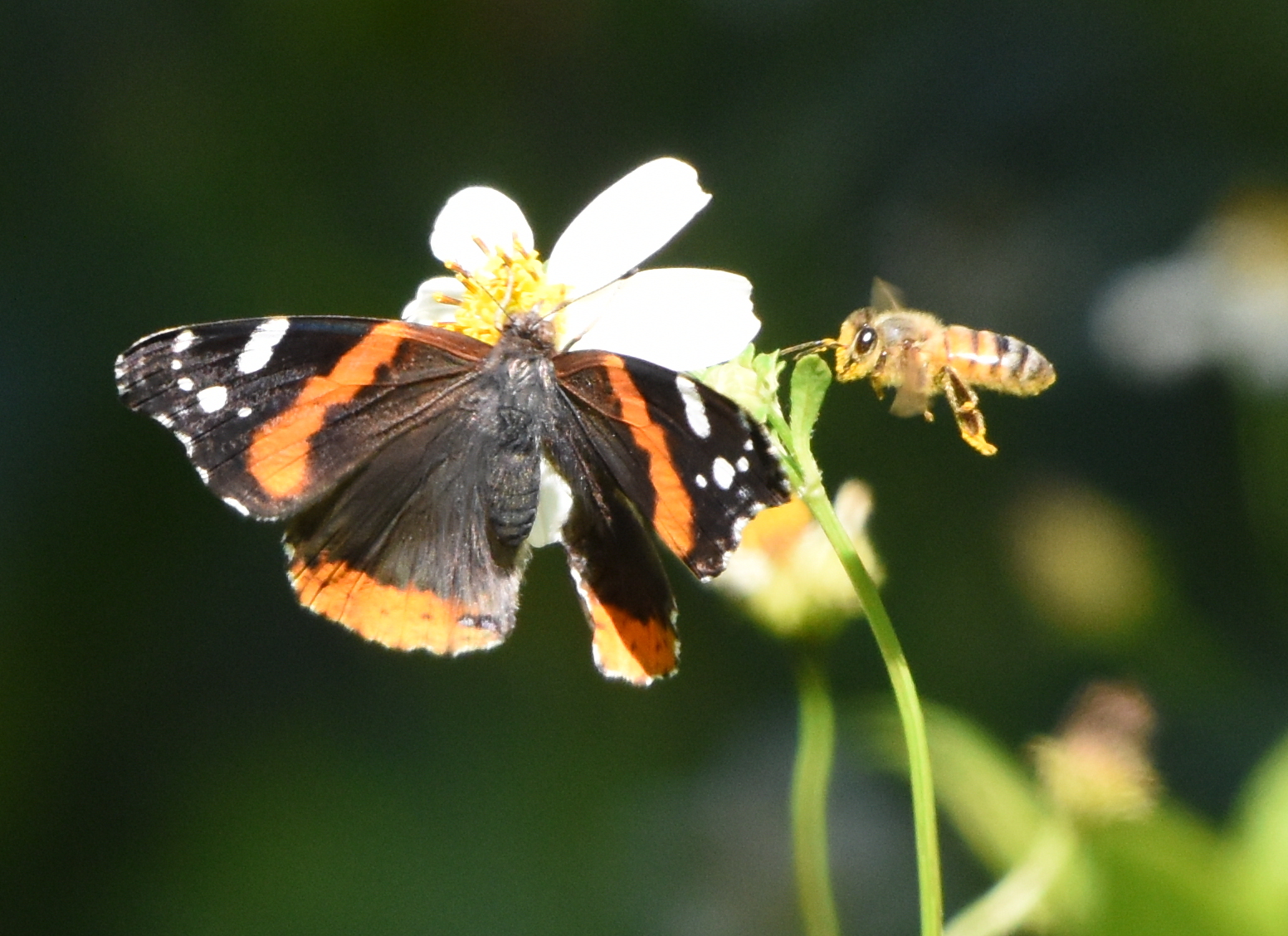 Alligators and Butterflies – Picture Walks