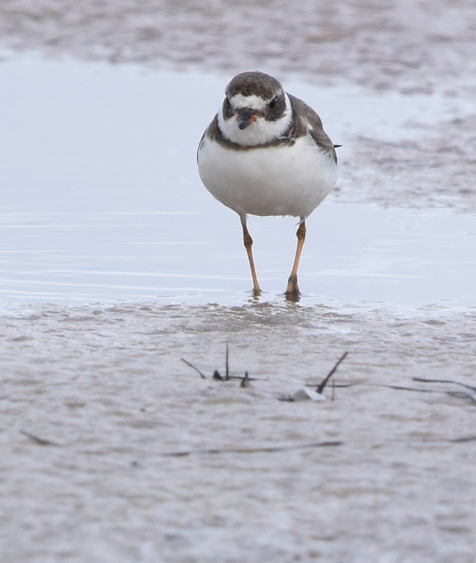 Godwits, Willets and Dowitchers – Picture Walks