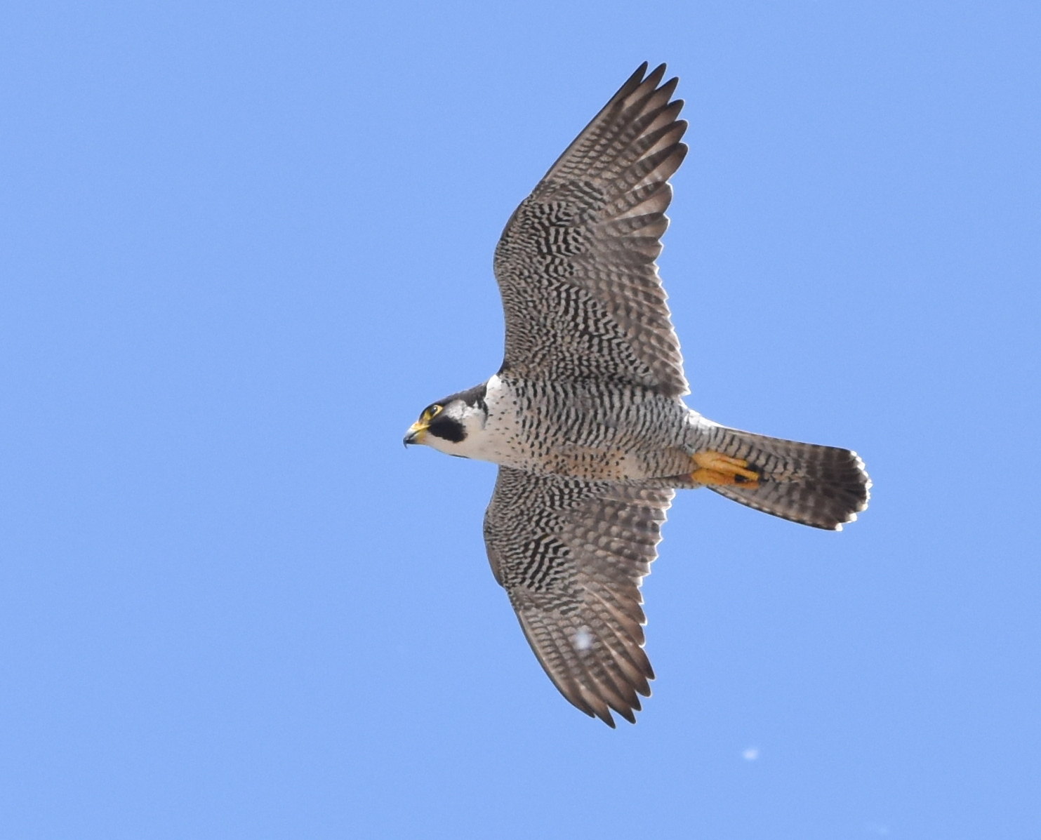 Falcon Watch! – Picture Walks